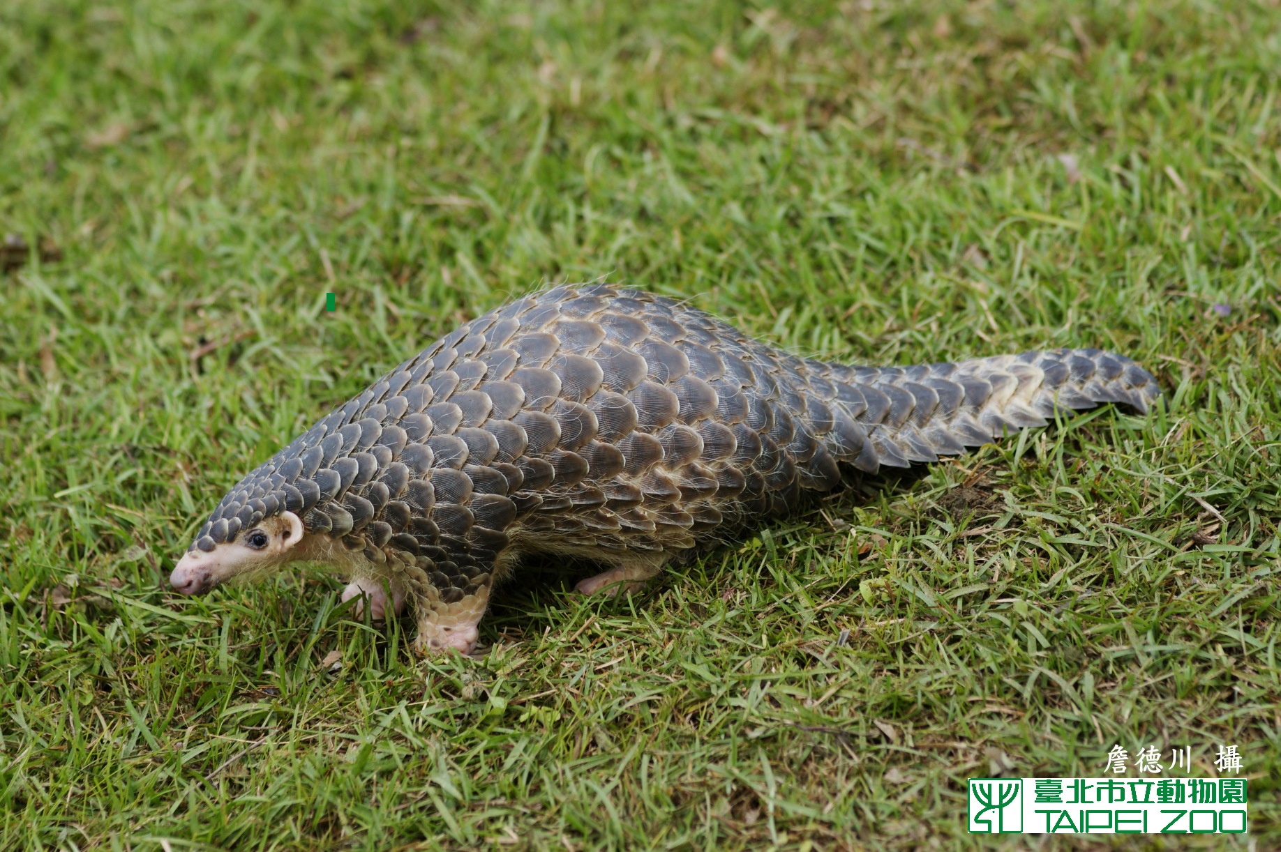 EDGE Blog » Giving pangolins a voice