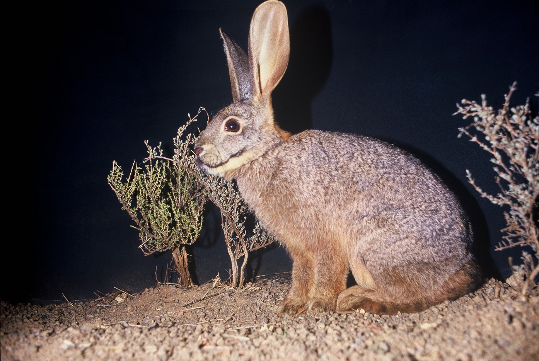EDGE Blog » Breeding Like Bunnies May Not Be Enough