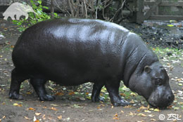 Sapo National Park - EDGE of Existence