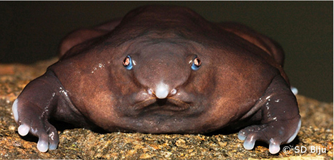Species of the Week: The Purple Frog - EDGE of Existence