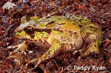 Species of the Week: Archey’s Frog - EDGE of Existence