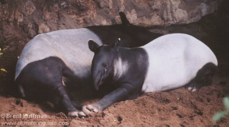 Species of the Week: Asian tapir (Tapirus indicus) - EDGE of Existence