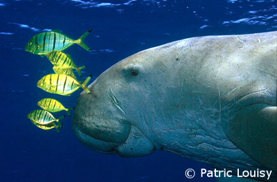 Species of the Week: Dugong (Dugong dugon) - EDGE of Existence