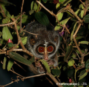 Species of the Week: Horton Plains Slender Loris - EDGE of Existence