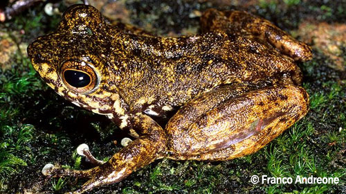 Species of the week: Angel's Madagascar frog - EDGE of Existence