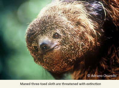 Species of the week: the Maned three-toed sloth - EDGE of Existence