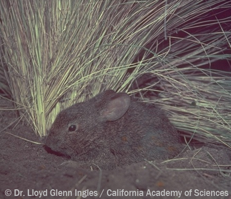 Species of the Week: The Volcano Rabbit - EDGE of Existence