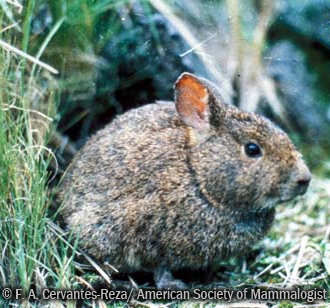 Species of the Week: The Volcano Rabbit - EDGE of Existence