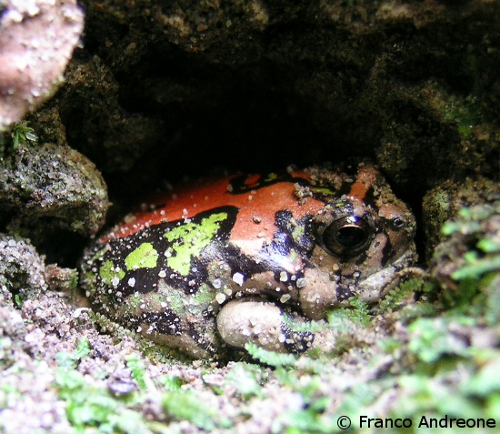 Species of the Week: Malagasy Rainbow Frog - EDGE of Existence