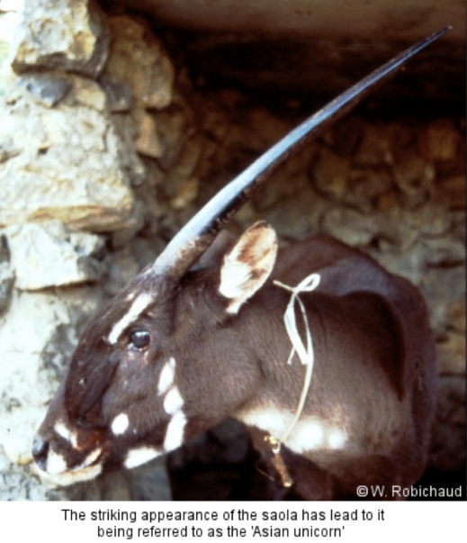 Species of the Week: Saola - EDGE of Existence