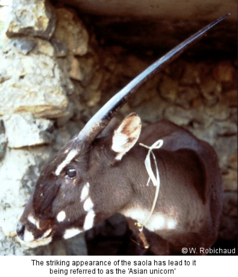 Species of the Week: Saola - EDGE of Existence