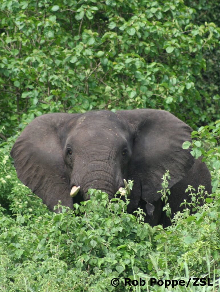 West African Savannah Elephant Massacre - EDGE of Existence
