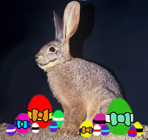 Species of the Week: It’s the Easter Bunny! (also known as the Riverine ...