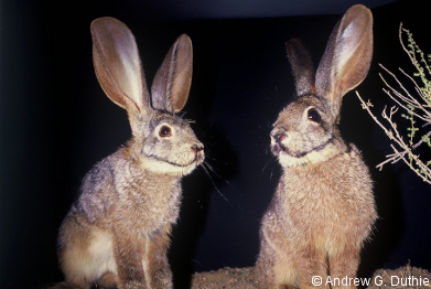 Species of the Week: It’s the Easter Bunny! (also known as the Riverine ...