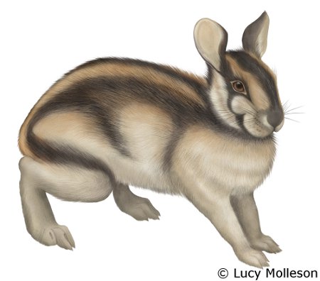 Tropical Leeches Are the New Heroes of Conservation - EDGE of Existence