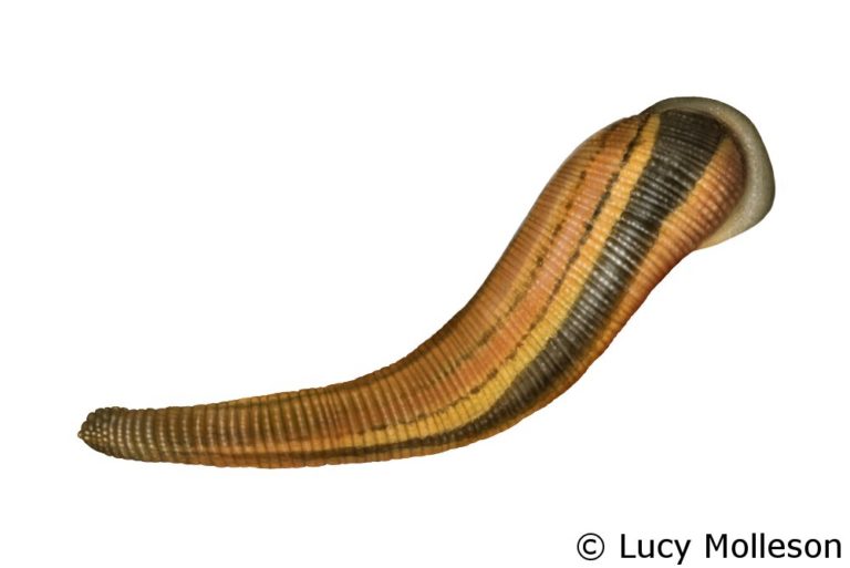 Tropical Leeches Are the New Heroes of Conservation - EDGE of Existence