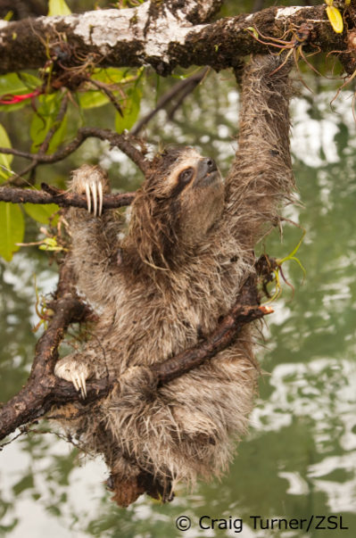 Species of the Week SPECIAL EDITION: Pygmy Three-Toed Sloth - EDGE of ...