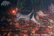 Species of the Week: Sumatran Striped Rabbit - EDGE of Existence