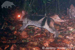 Species of the Week: Sumatran Striped Rabbit - EDGE of Existence