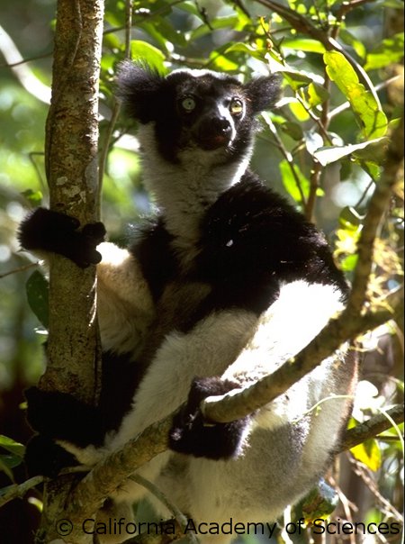 Species of the Week: Indri - EDGE of Existence
