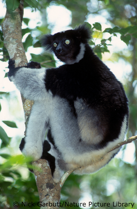 Species of the Week: Indri - EDGE of Existence
