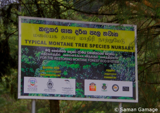 Raising awareness and restoring the montane evergreen forest for the ...