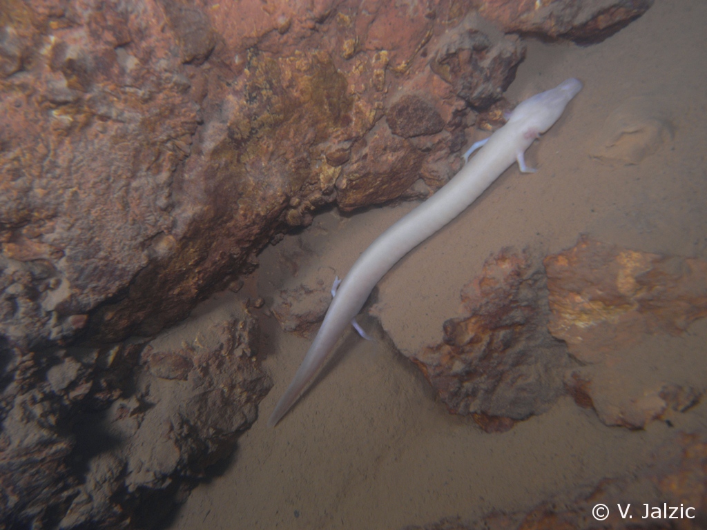 The First International Olm Workshop! - EDGE of Existence