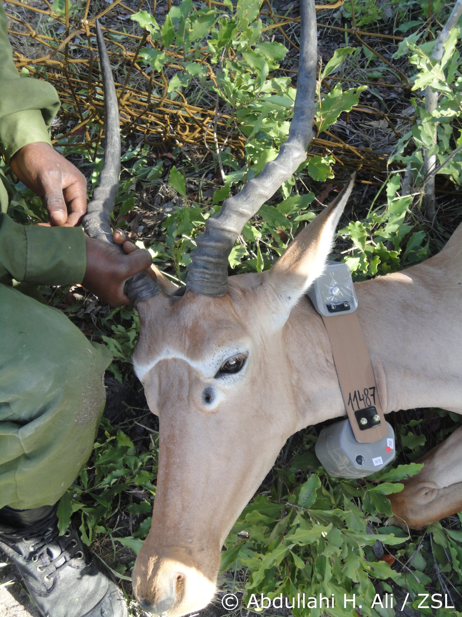 World’s rarest antelope GPS collared for first time - EDGE of Existence