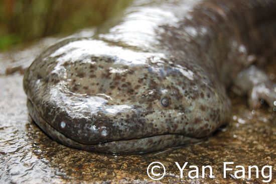 A small population of Chinese Giant Salamander found in Guangxi ...
