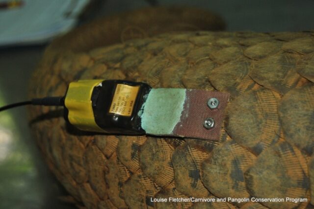 Pangolin rehabilitation and release update - EDGE of Existence
