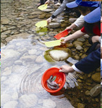 1,200 Chinese giant salamanders released into the wild - EDGE of Existence