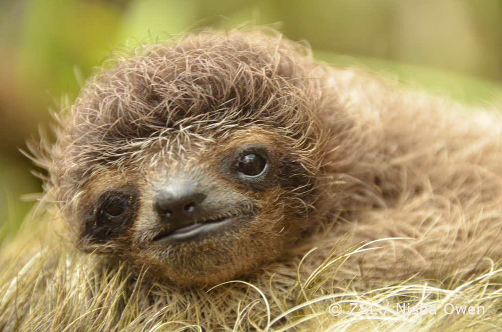 Of Pygmy Sloths and Local Communities - EDGE of Existence