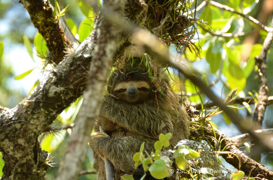 Of Pygmy Sloths and Local Communities - EDGE of Existence