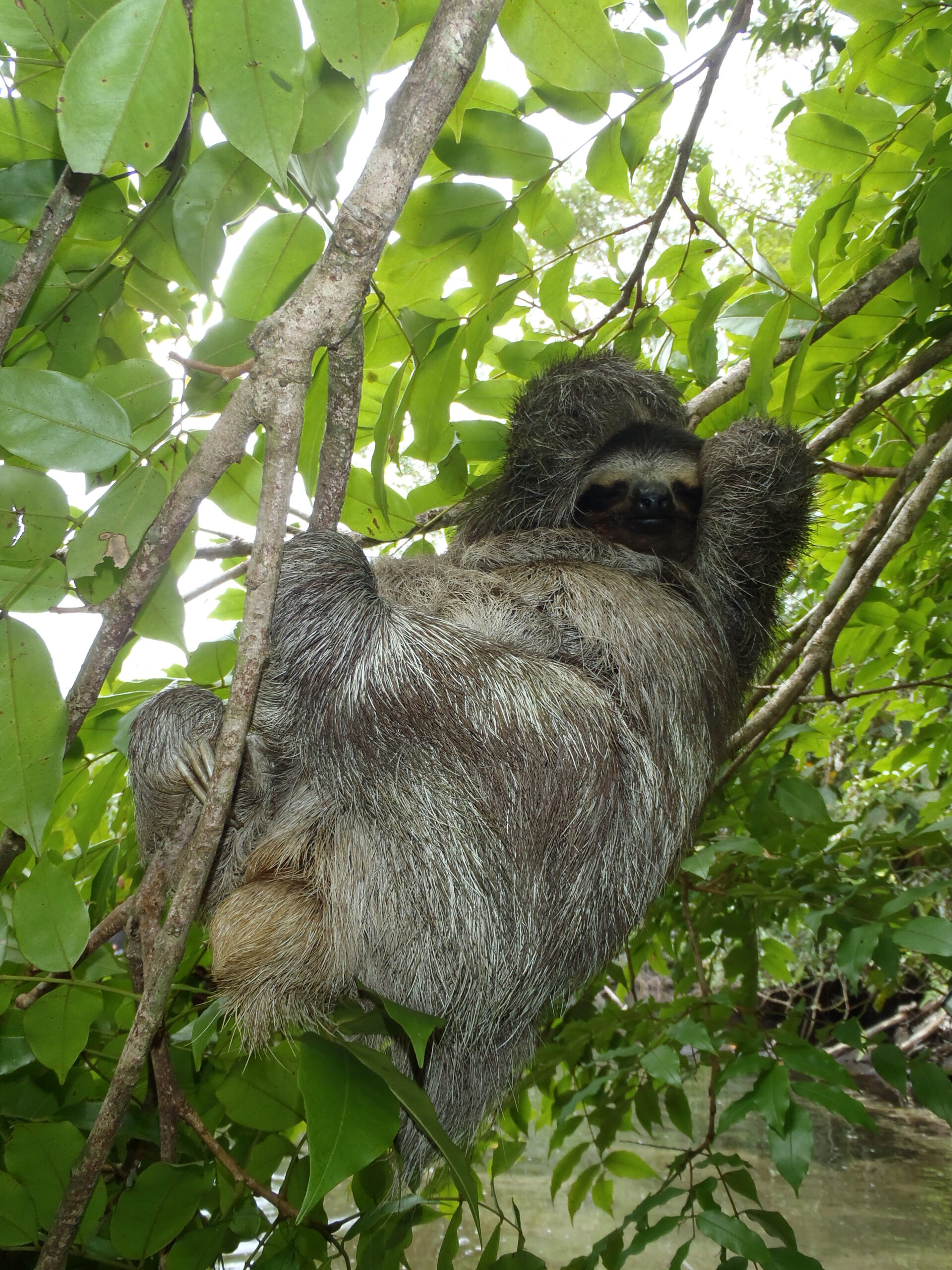 Of Pygmy Sloths and Local Communities - EDGE of Existence