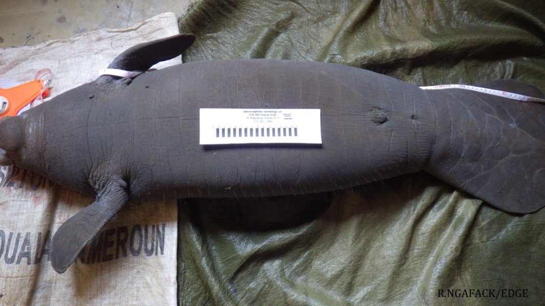Lessons Learned from a Lost Manatee - EDGE of Existence