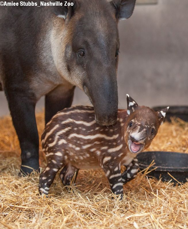 It’s World Tapir Day! ...Wait, what’s a tapir? - EDGE of Existence