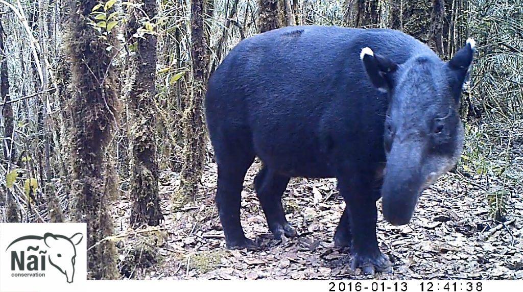 It’s World Tapir Day! ...Wait, what’s a tapir? - EDGE of Existence