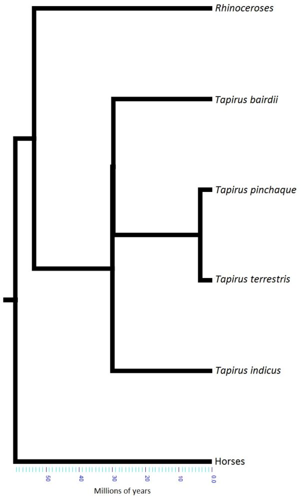 It’s World Tapir Day! ...Wait, what’s a tapir? - EDGE of Existence