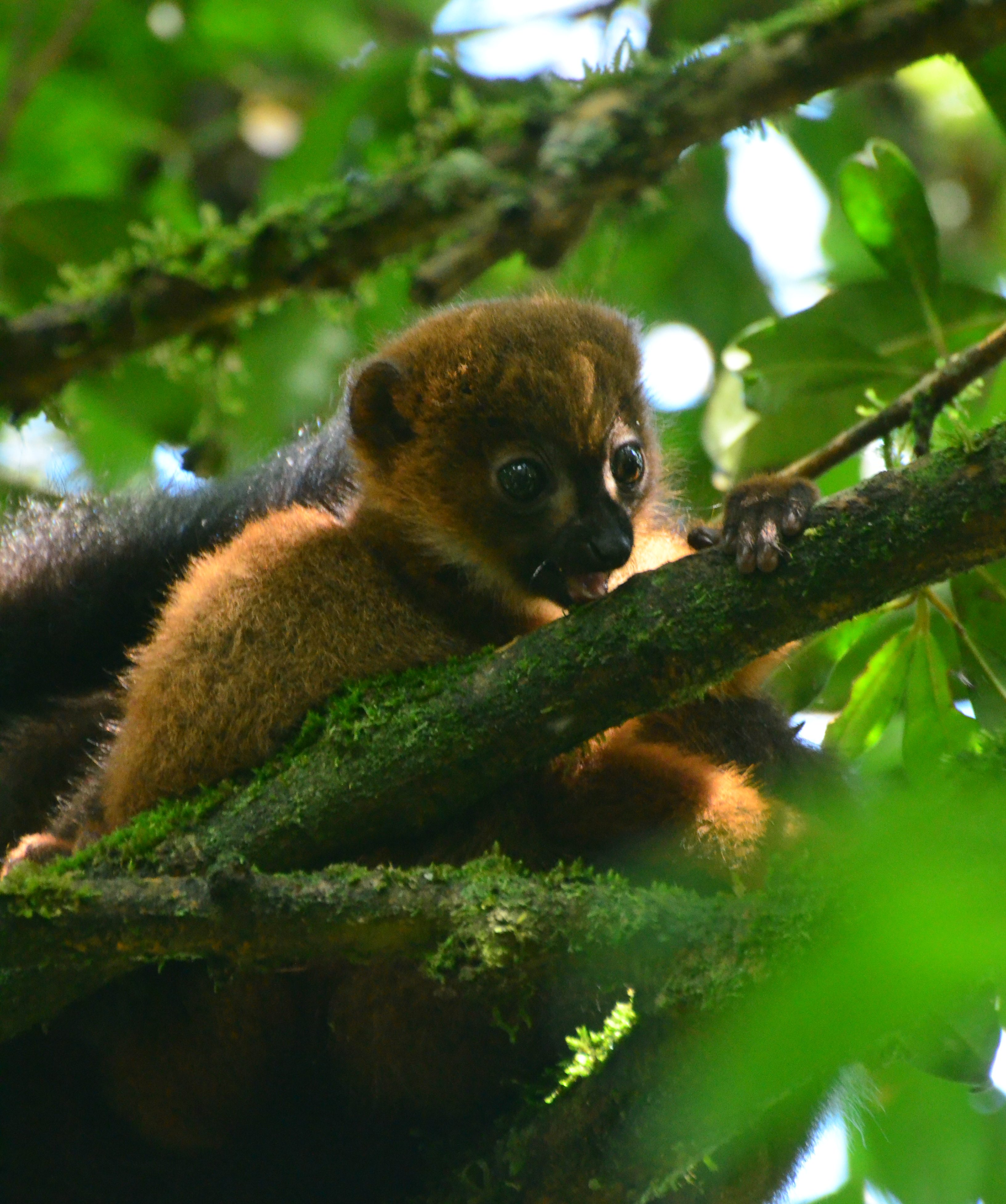 Lemurs, lizards and leeches - EDGE of Existence