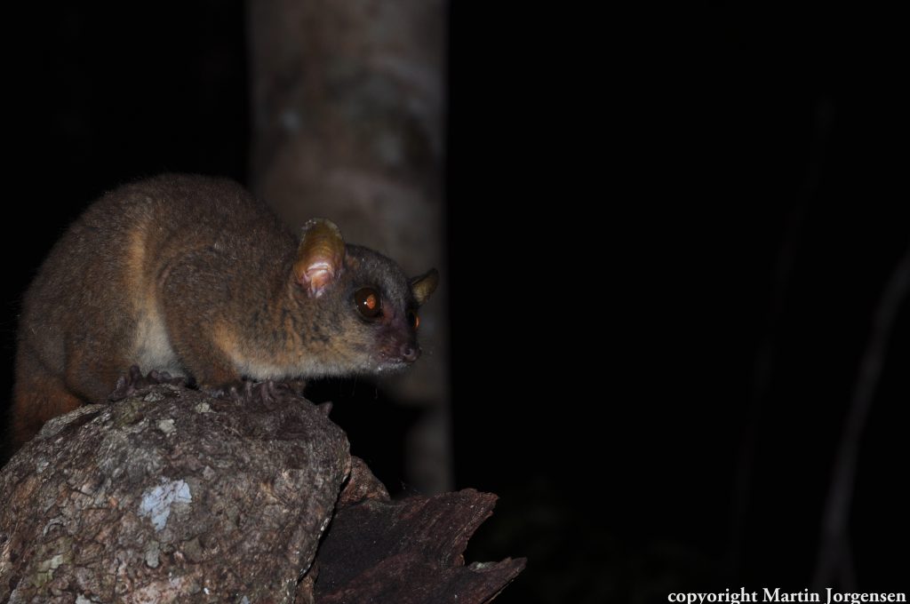 Northern Giant Mouse Lemur | Mirza zaza