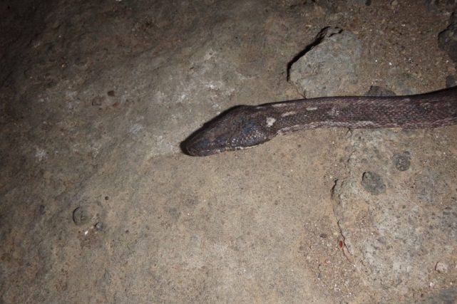 The last of its kind: bringing the boa back from the EDGE - EDGE of ...