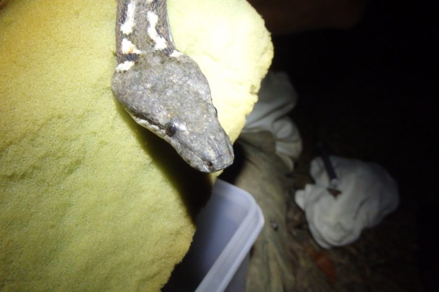 The last of its kind: bringing the boa back from the EDGE - EDGE of ...