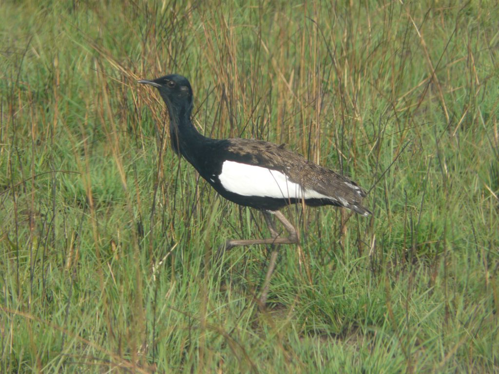 Bengal Florican | Houbaropsis bengalensis