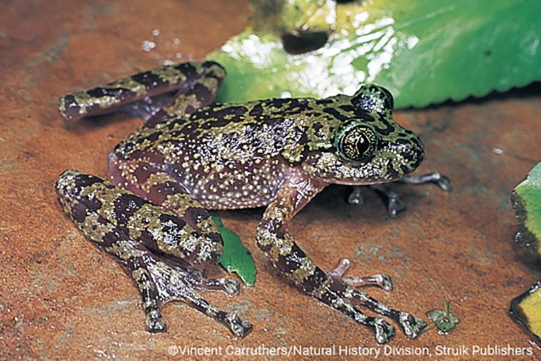 Species - EDGE of Existence