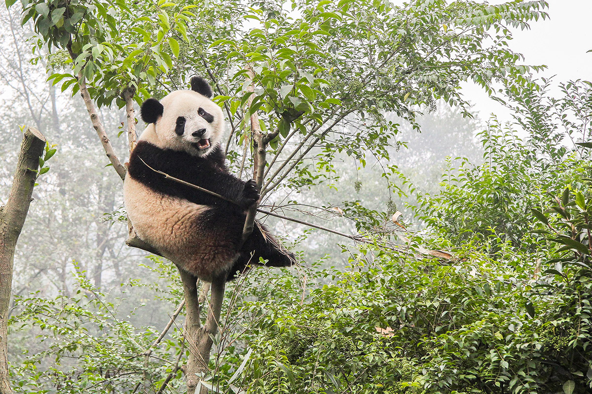 Giant Pandas Habitat And Range