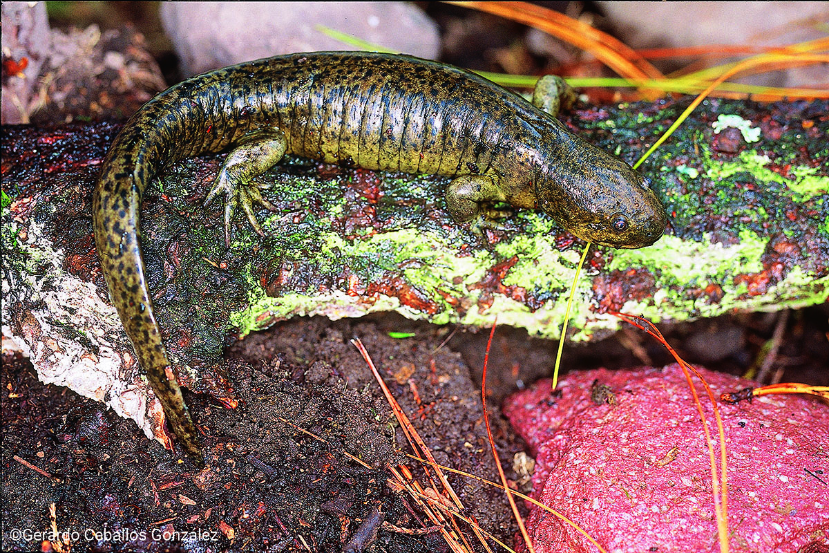 Granular Salamander | Ambystoma granulosum