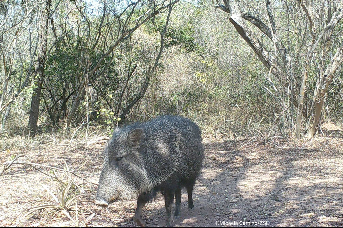 Chacoan Peccary | Catagonus wagneri