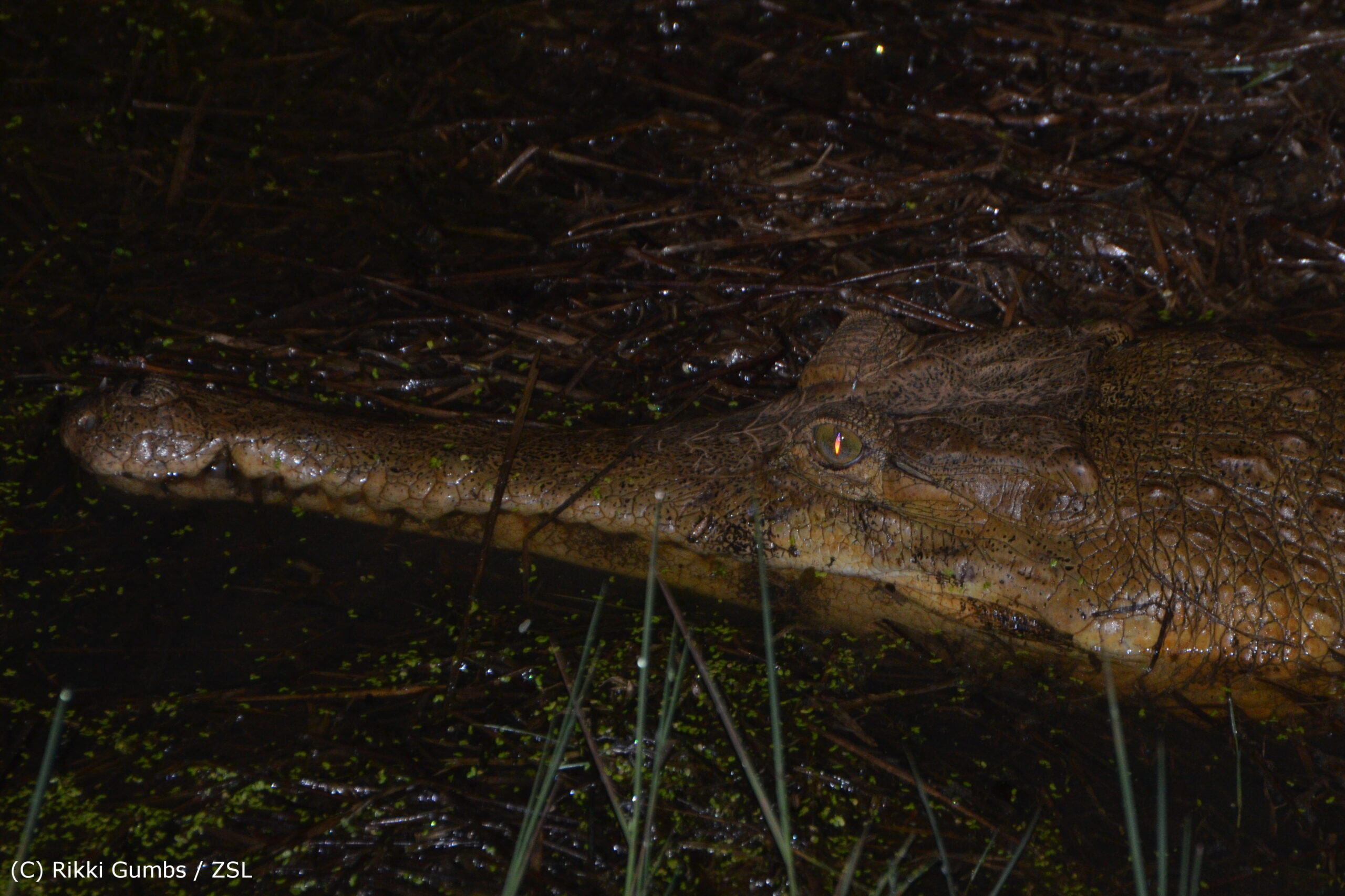 West African Slender-snouted Crocodile | Mecistops cataphractus