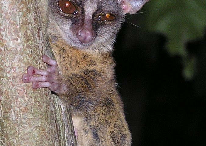 Rondo Dwarf Galago | Galagoides rondoensis