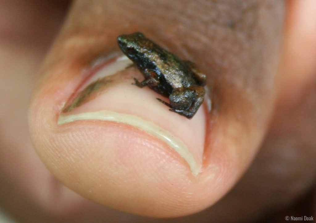 Species - EDGE of Existence